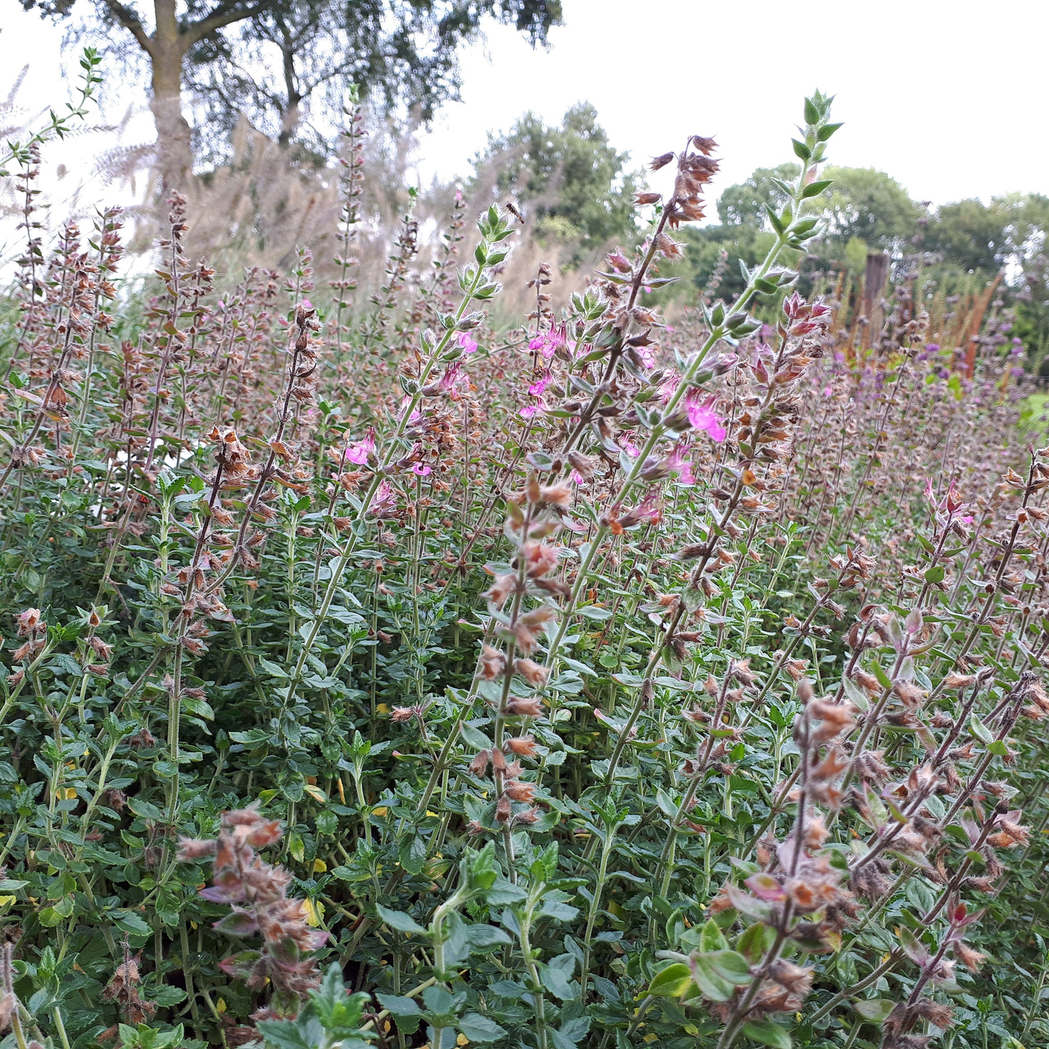 Verzorging Gamander – Sprinklr