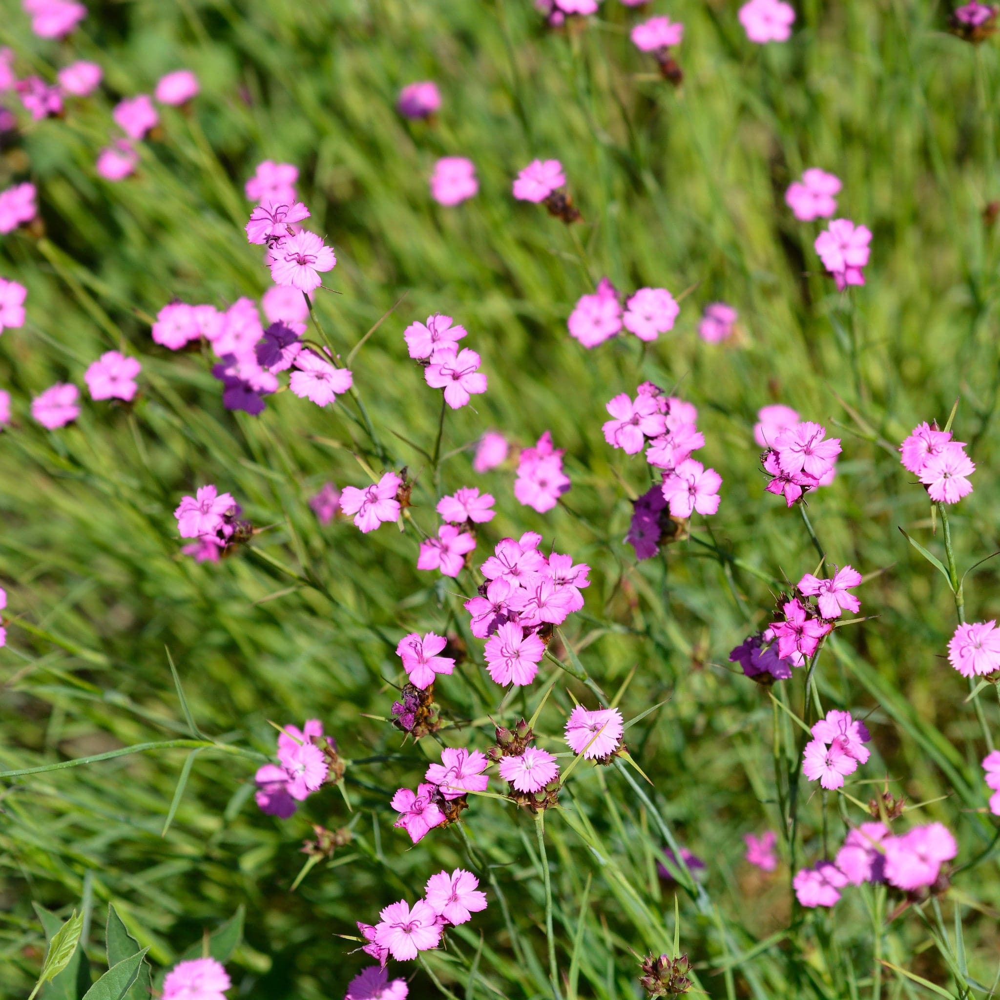 Kartuizer anjer| Biologische Tuinplanten – Sprinklr
