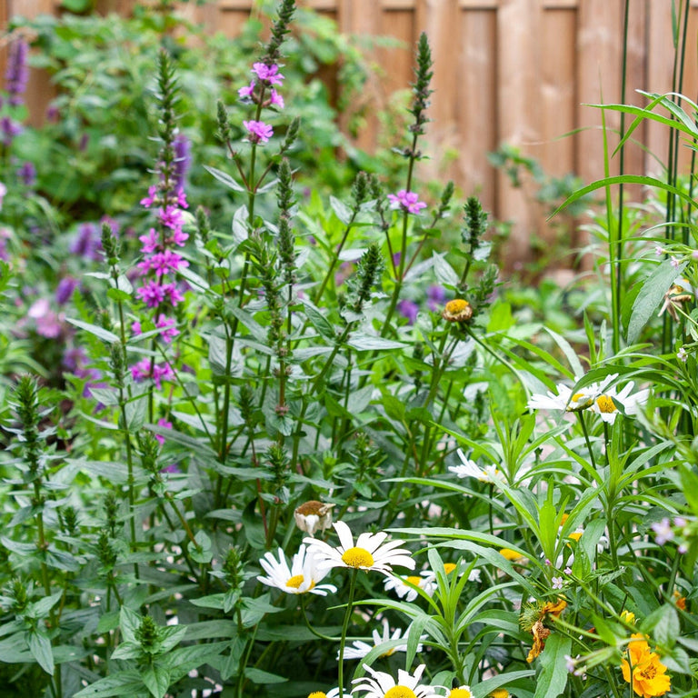 Beplantingsplan op maat voor een natuurlijke border | Sprinklr.co