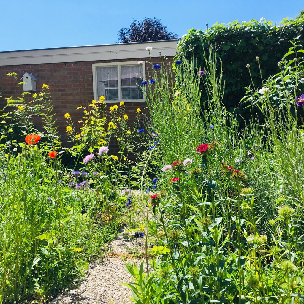Tuiny Haag | Pakket vol Inheemse haagplanten | Sprinklr.co