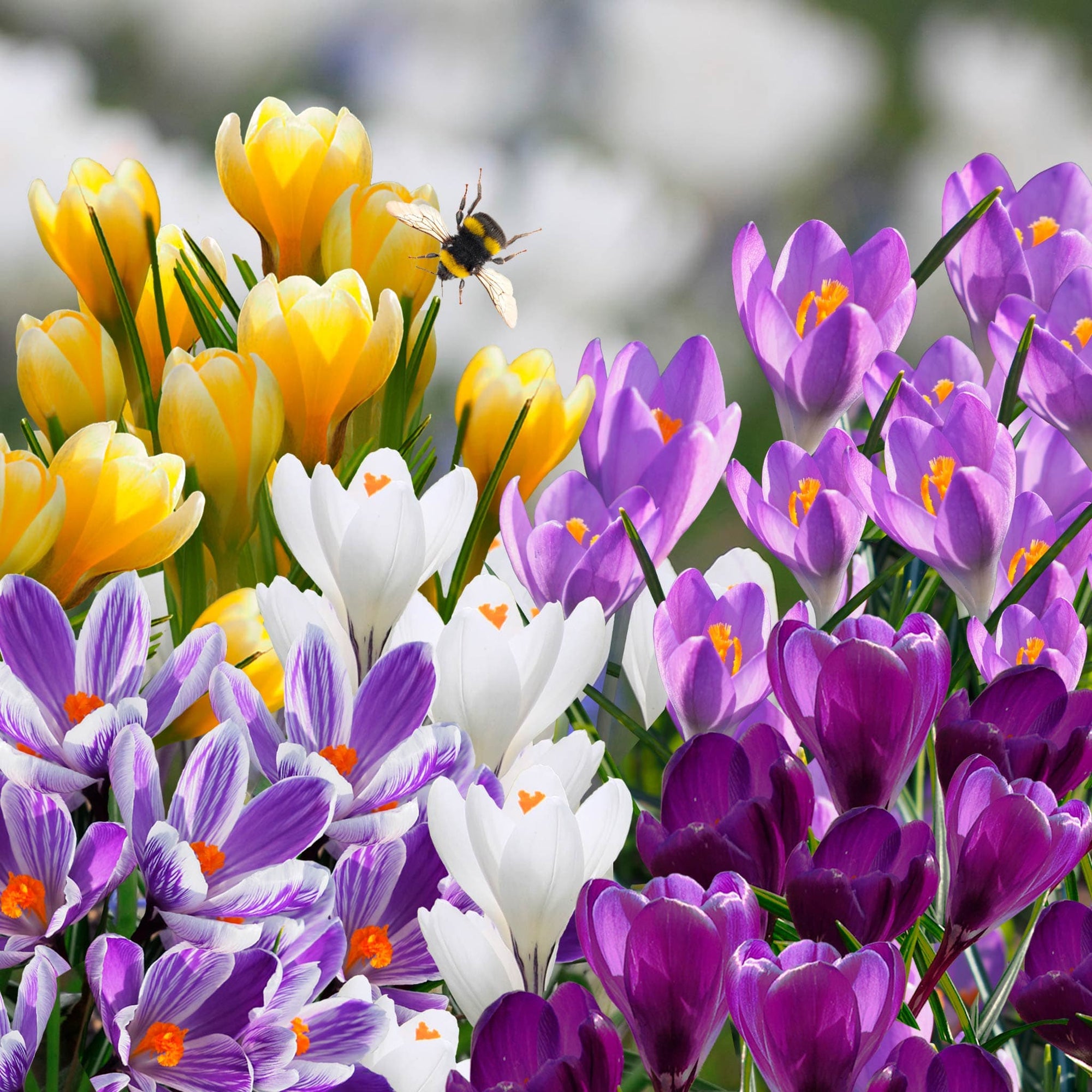 Biologische Krokusbollen Mix Kopen? | Krokusmix | Sprinklr.co