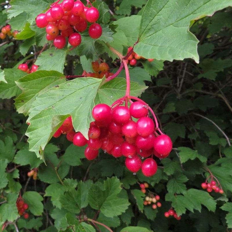 Gelderse Roos bestellen? Heesters en Bomen – Sprinklr