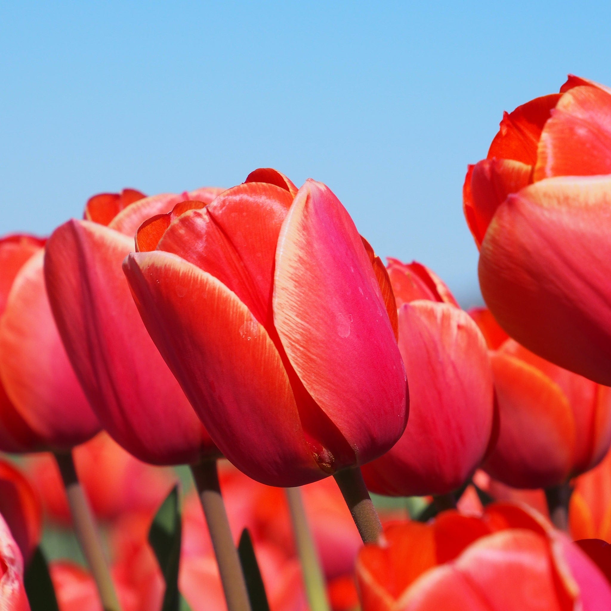 Tulipa Ad Rem | Biologische Tulpenbollen | Sprinklr.co